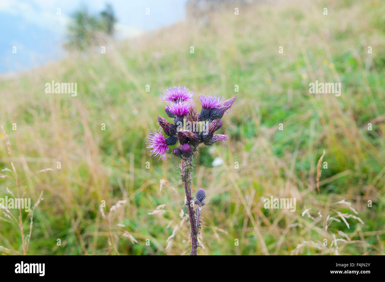 Purple Alpine Thistle, Photographed in Austria, Tyrol Stock Photo - Alamy