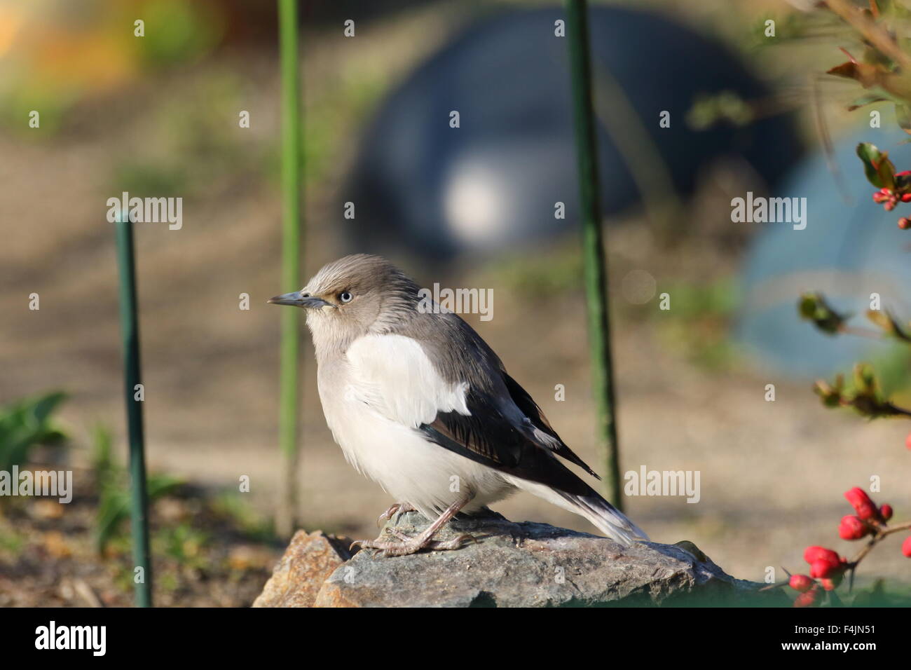 White-shouldered Starling (Sturnus sinensis) in Japan Stock Photo - Alamy