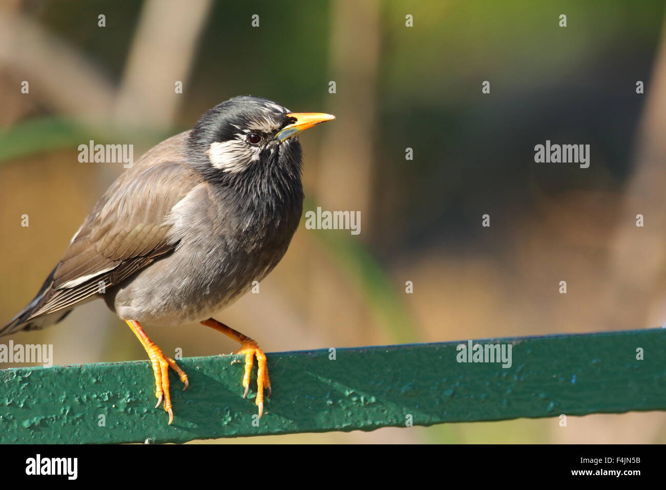White-cheeked Starling (Sturnus cineraceus) in Japan Stock Photo - Alamy