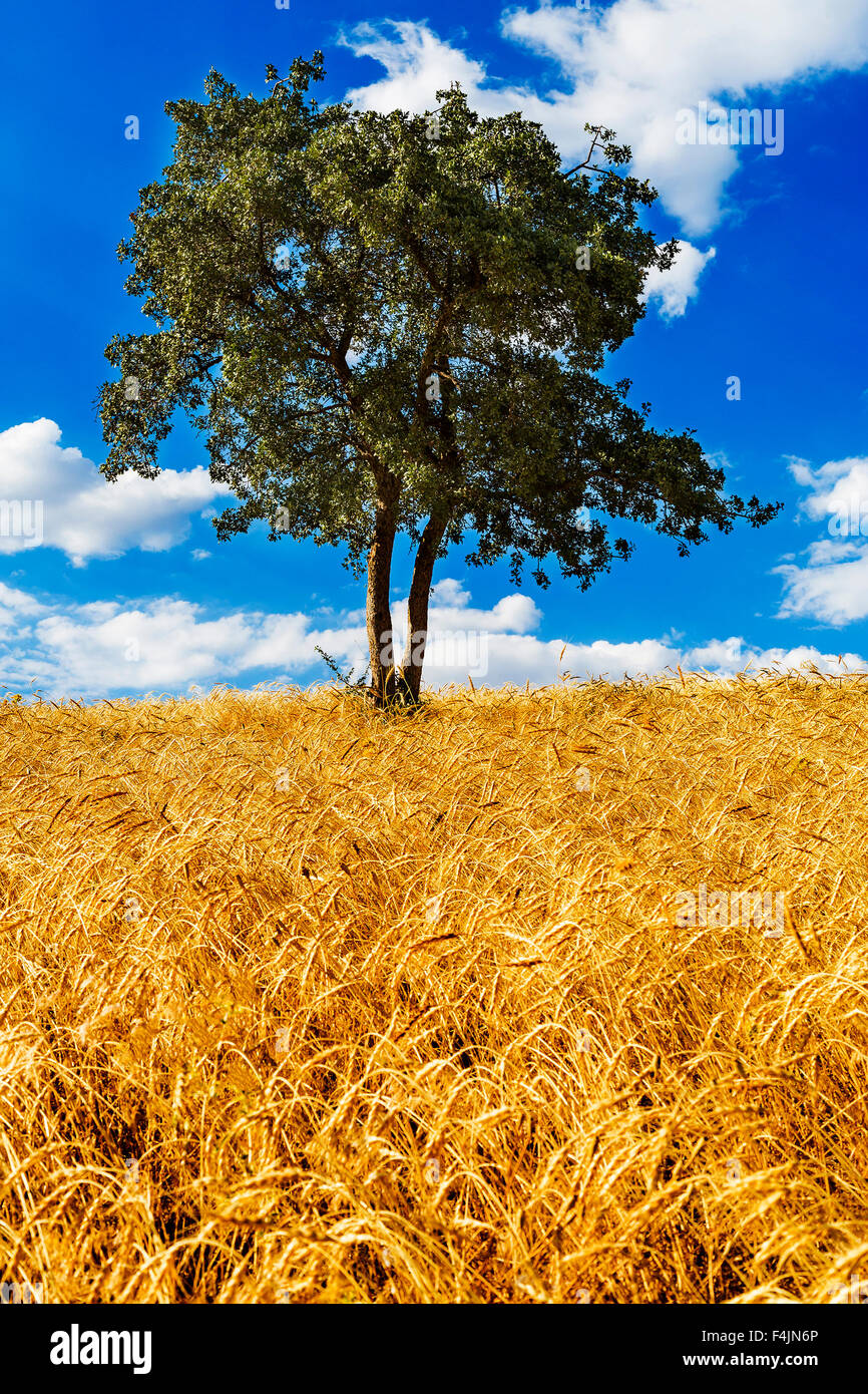 Wheat tree hi-res stock photography and images - Alamy