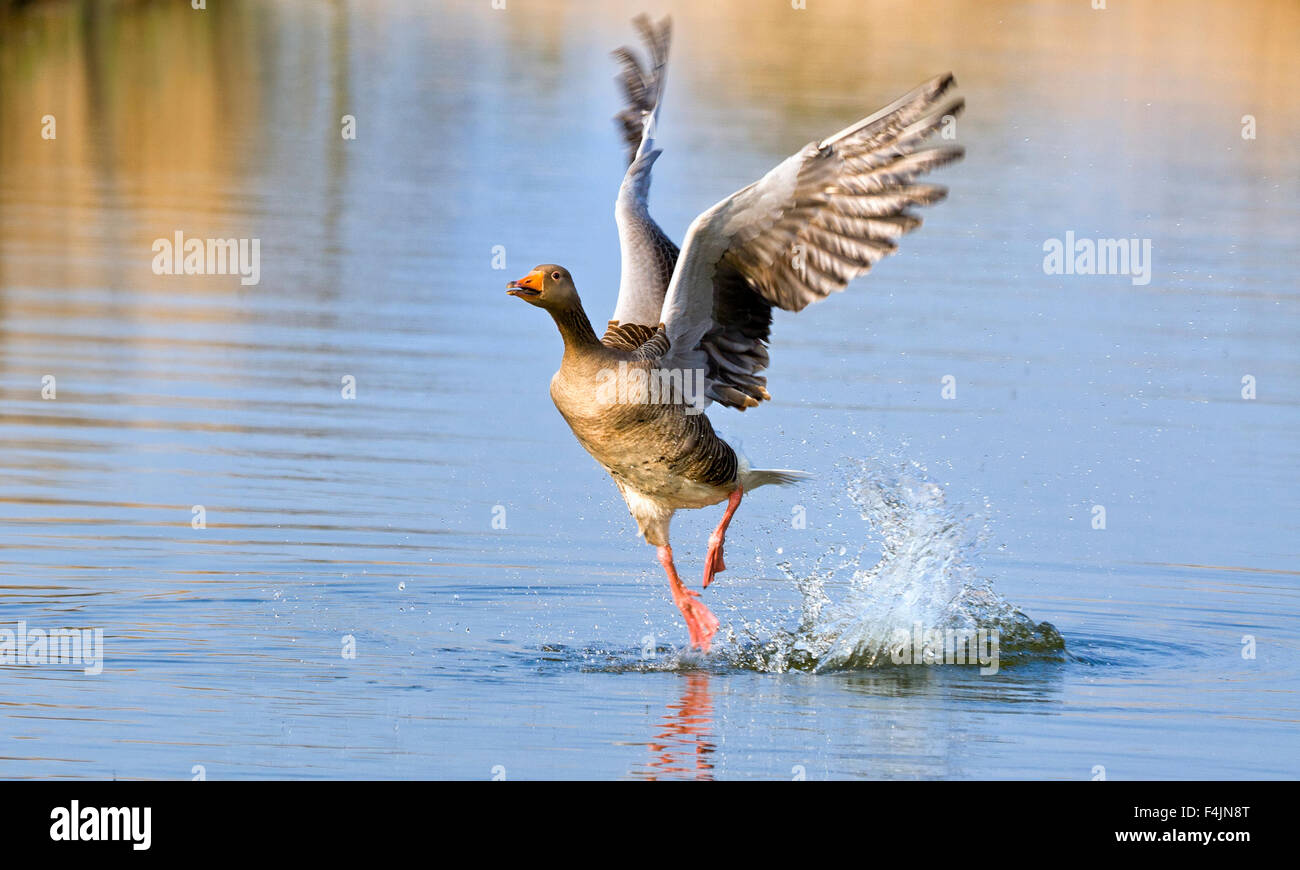 Greylag Goose taking flight on Hickling Broad - Anser Anser Stock Photo ...
