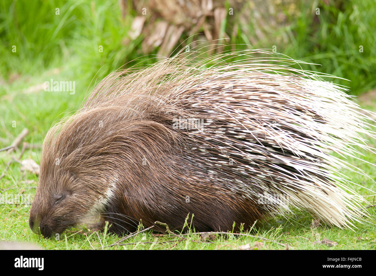 African Crested Porcupine High Resolution Stock Photography and Images ...