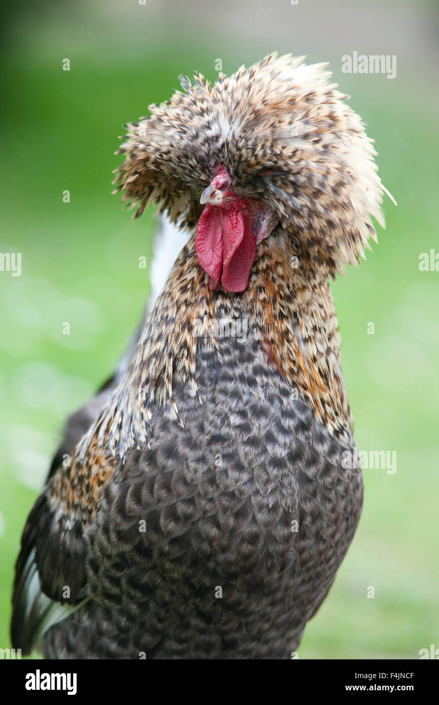 Cuckoo Polish Bantam Rooster Captive Stock Photo - Alamy
