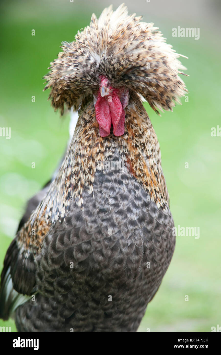 Polish Bantams Hen