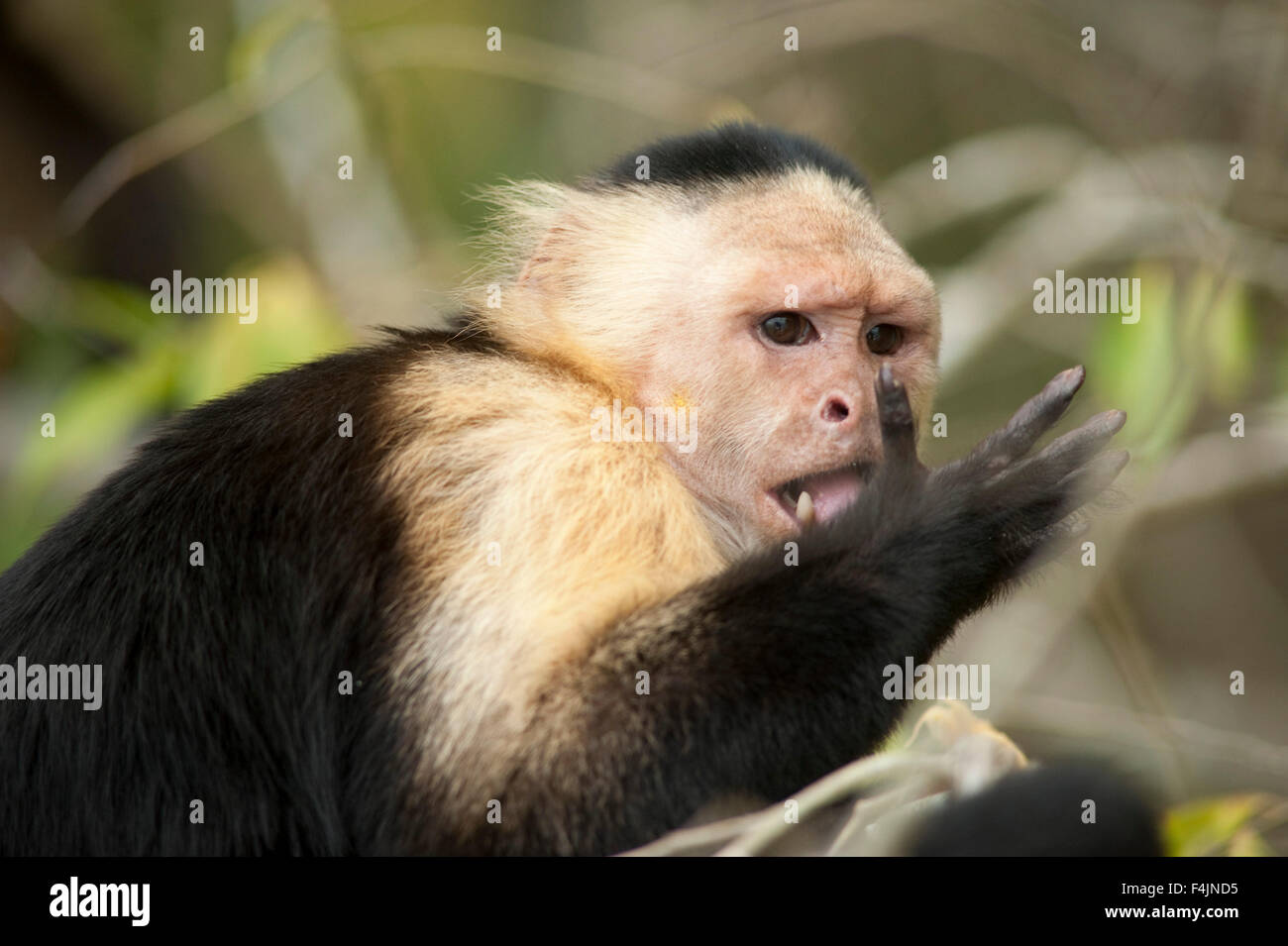 White Headed Capuchin Cebus capucinus Panama Stock Photo - Alamy