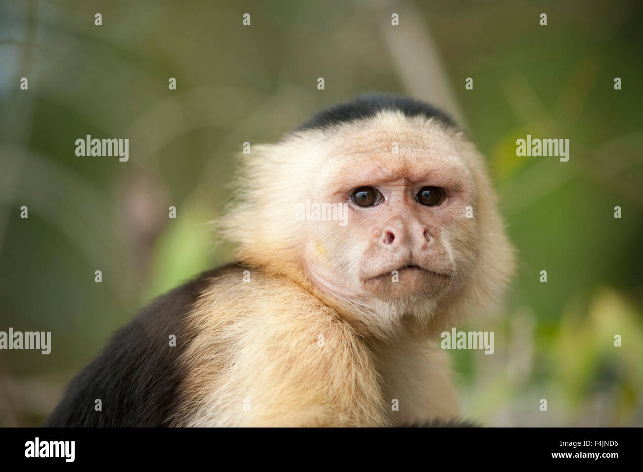 White Headed Capuchin Cebus capucinus Panama Stock Photo - Alamy