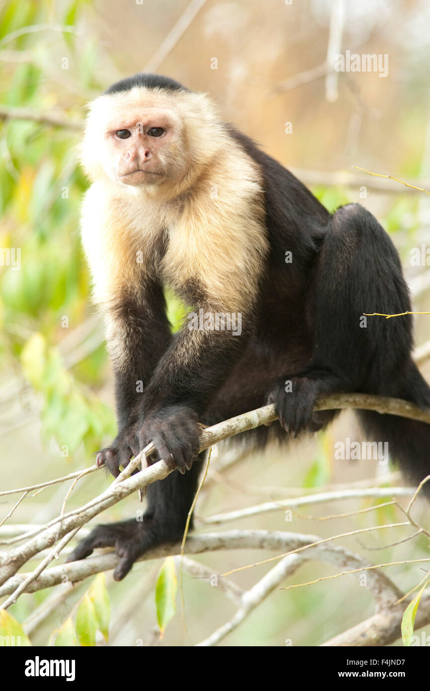 White Headed Capuchin Cebus capucinus Panama Stock Photo - Alamy