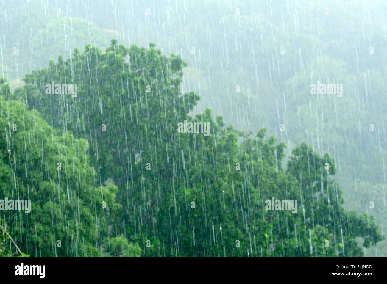 Heavy Rainfall In Rainforest