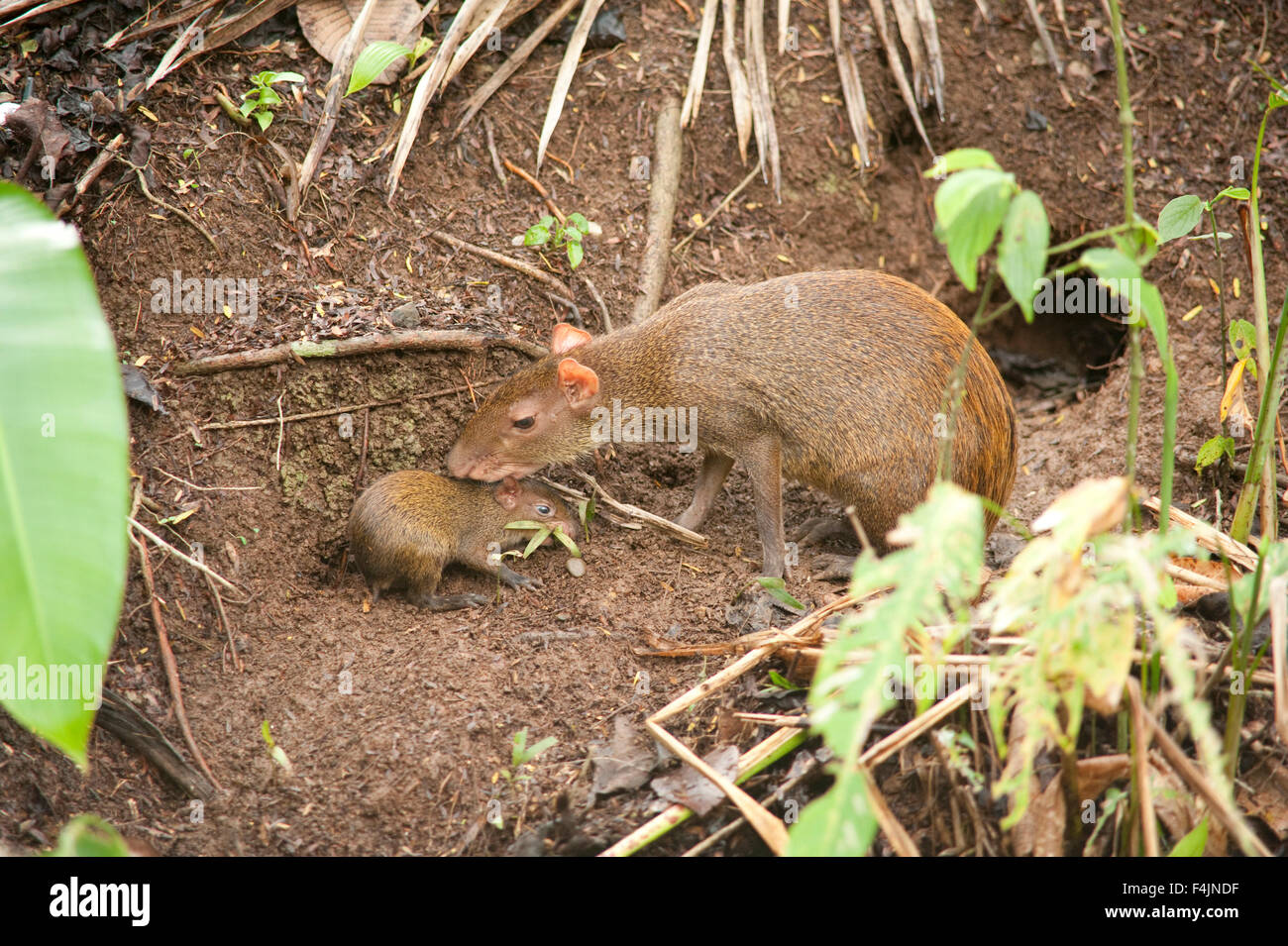 Central American Agouti Dasyprocta punctata Panama Stock Photo - Alamy