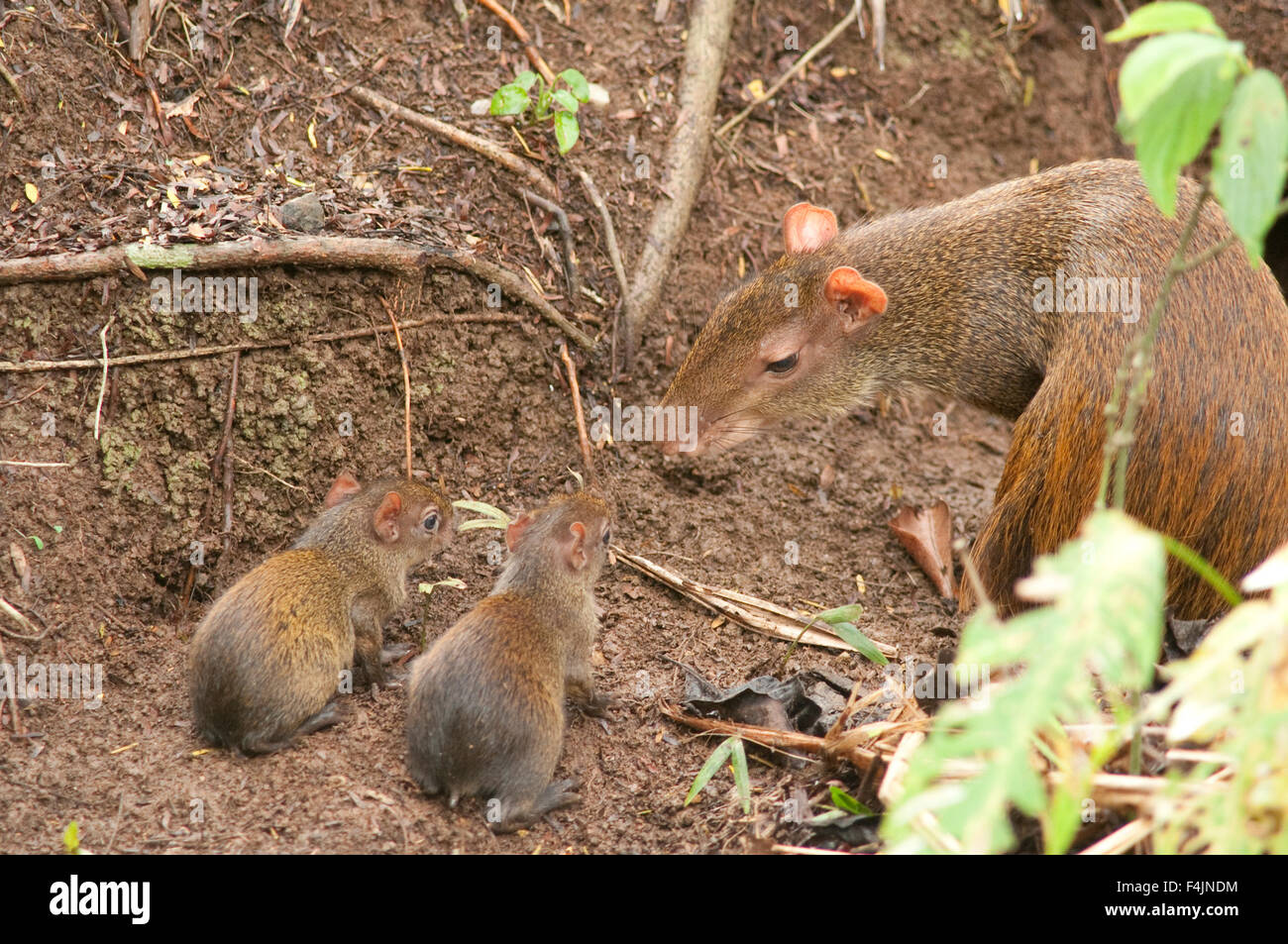 Central American Agouti Dasyprocta punctata Panama Stock Photo - Alamy