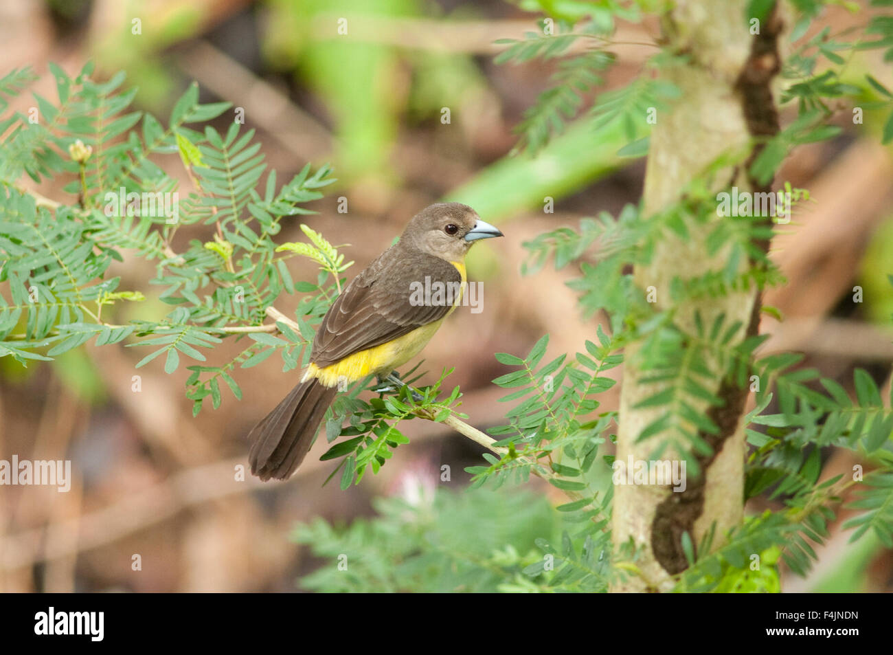 Panama flame hi-res stock photography and images - Alamy