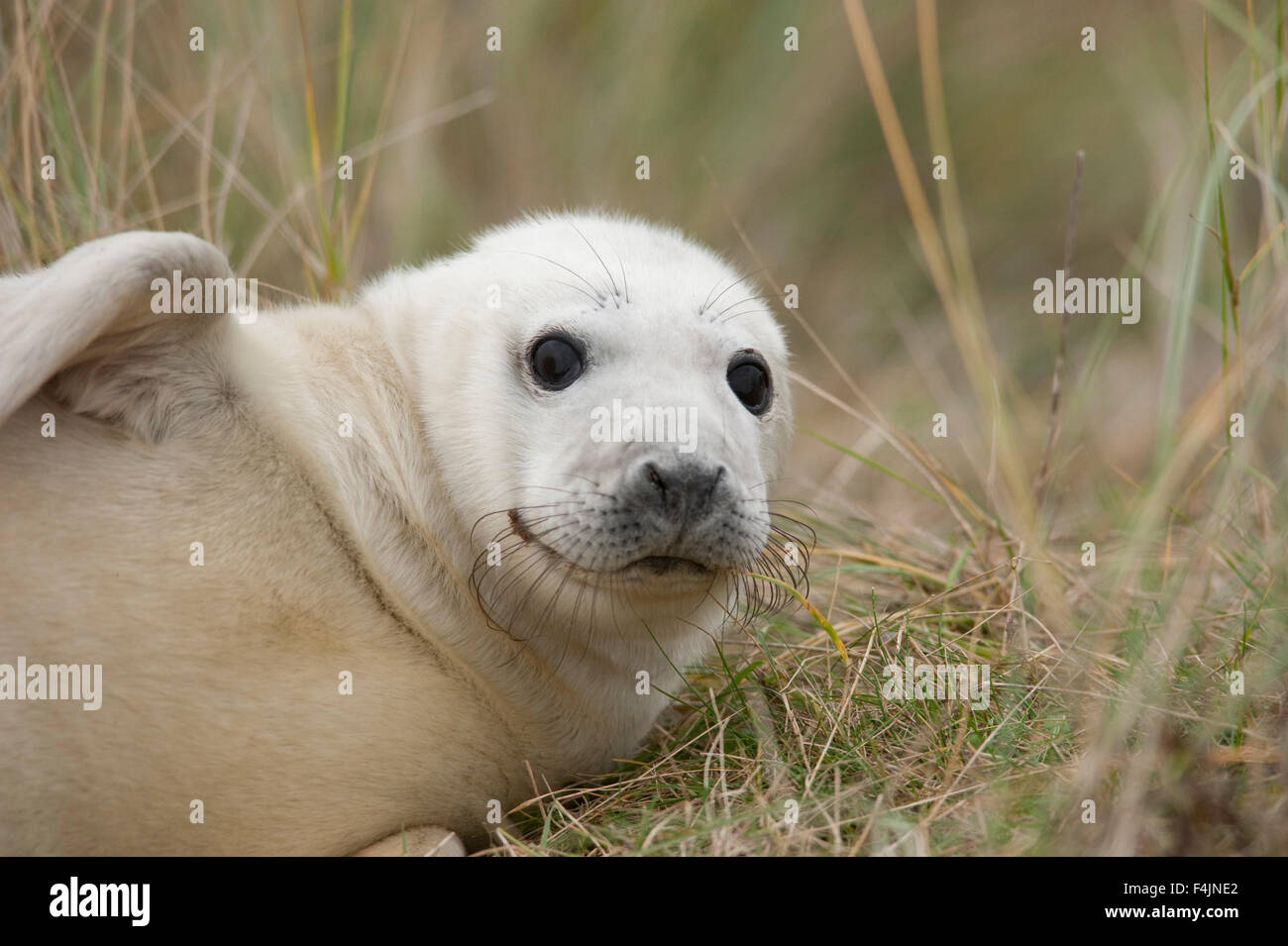 Donna nook national nature reserve hi-res stock photography and images ...
