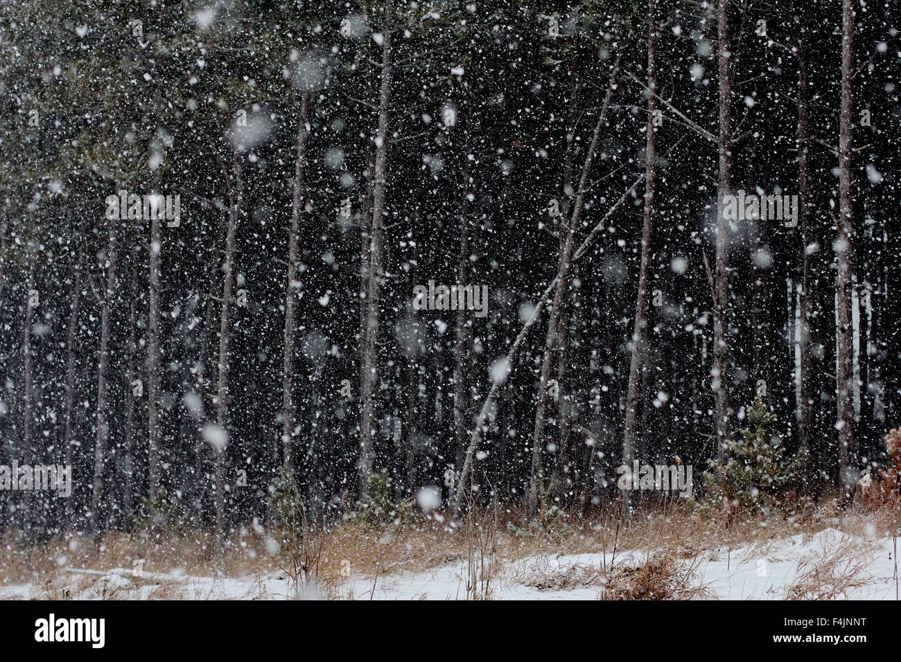 Snowfall in the cold woods Stock Photo - Alamy