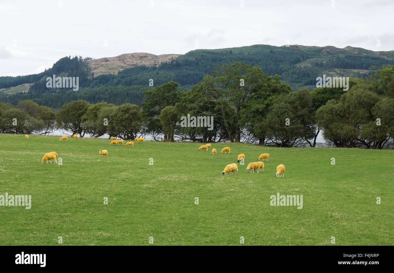 Dyed sheep hi-res stock photography and images - Alamy