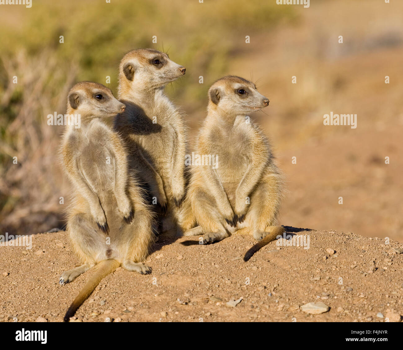 Meerkats in nature hi-res stock photography and images - Alamy