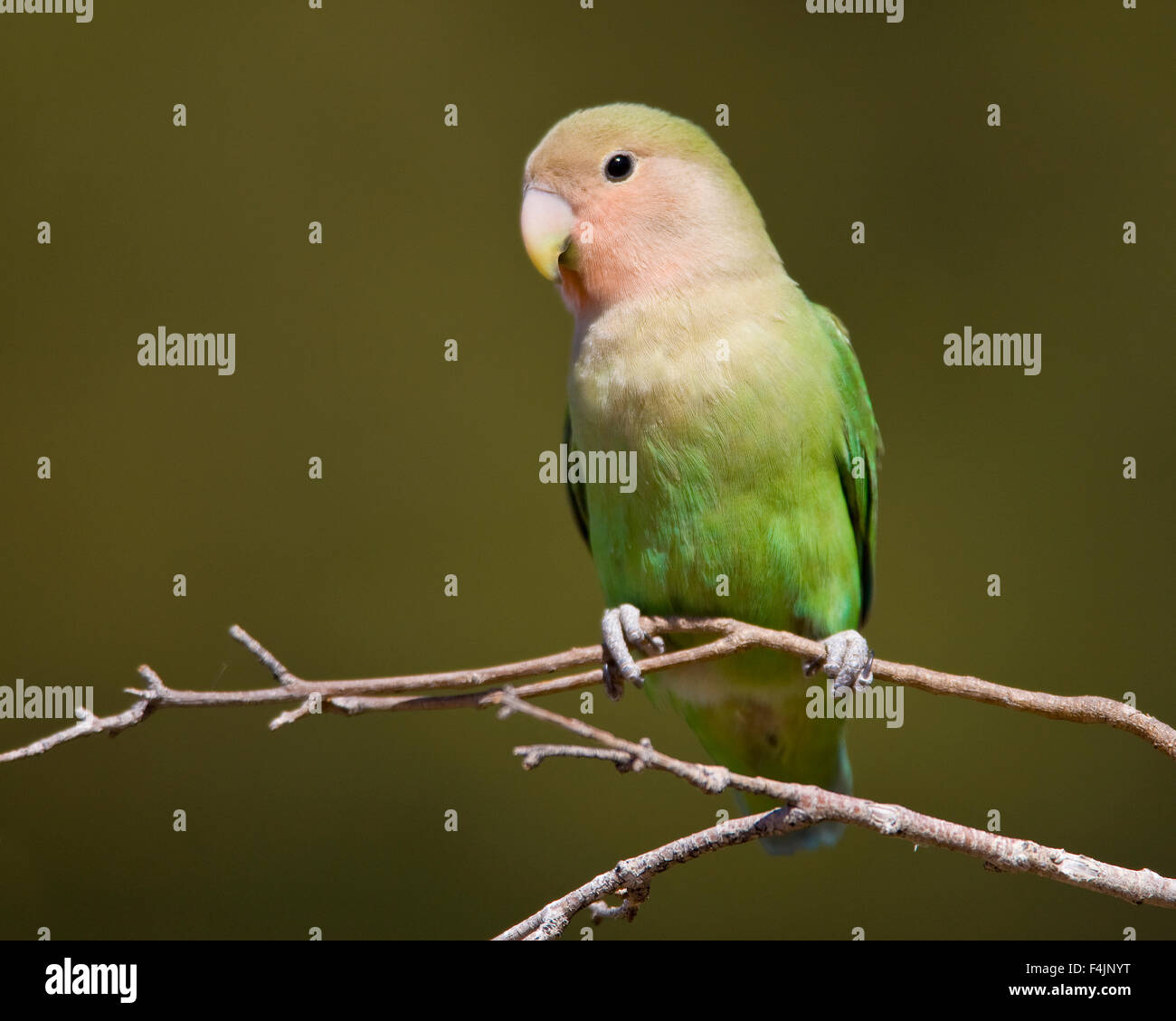 Portrait of lovebird Stock Photo - Alamy