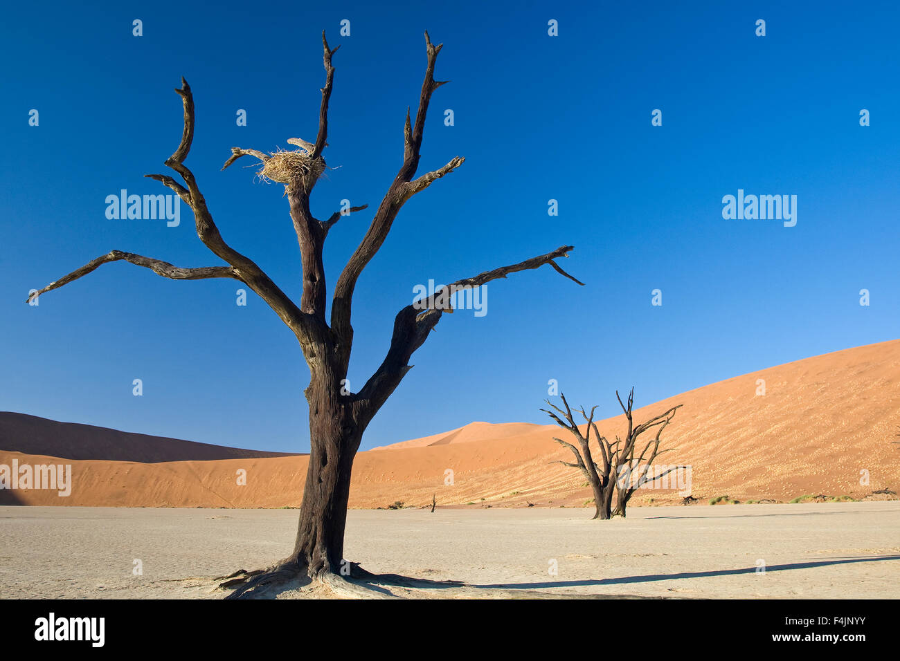 Bare dead tree on desert Stock Photo - Alamy