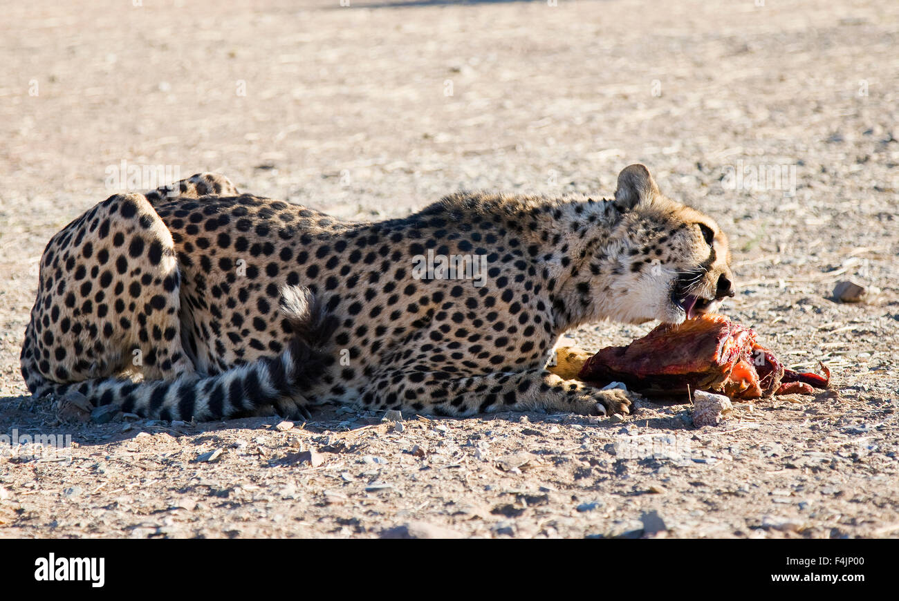 Cheetah (Acinonyx jubatus) eating carcass Stock Photo - Alamy