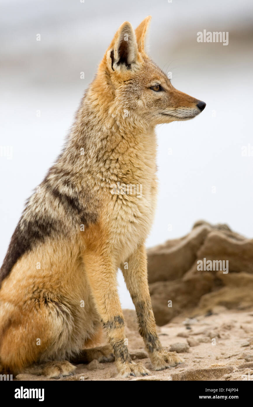 Black-backed Jackal (Canis mesomelas) profile Stock Photo - Alamy