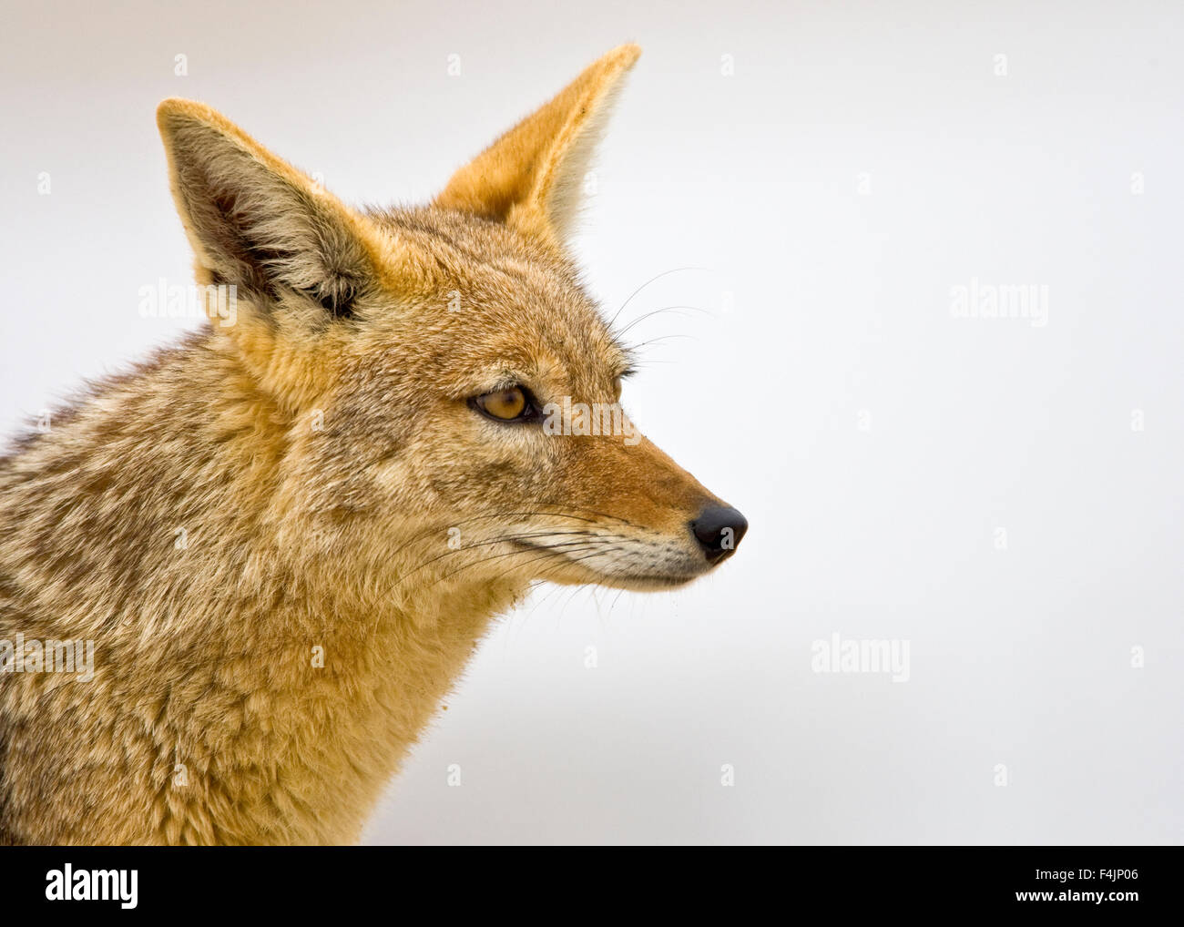 Black-backed Jackal (Canis mesomelas) profile Stock Photo - Alamy