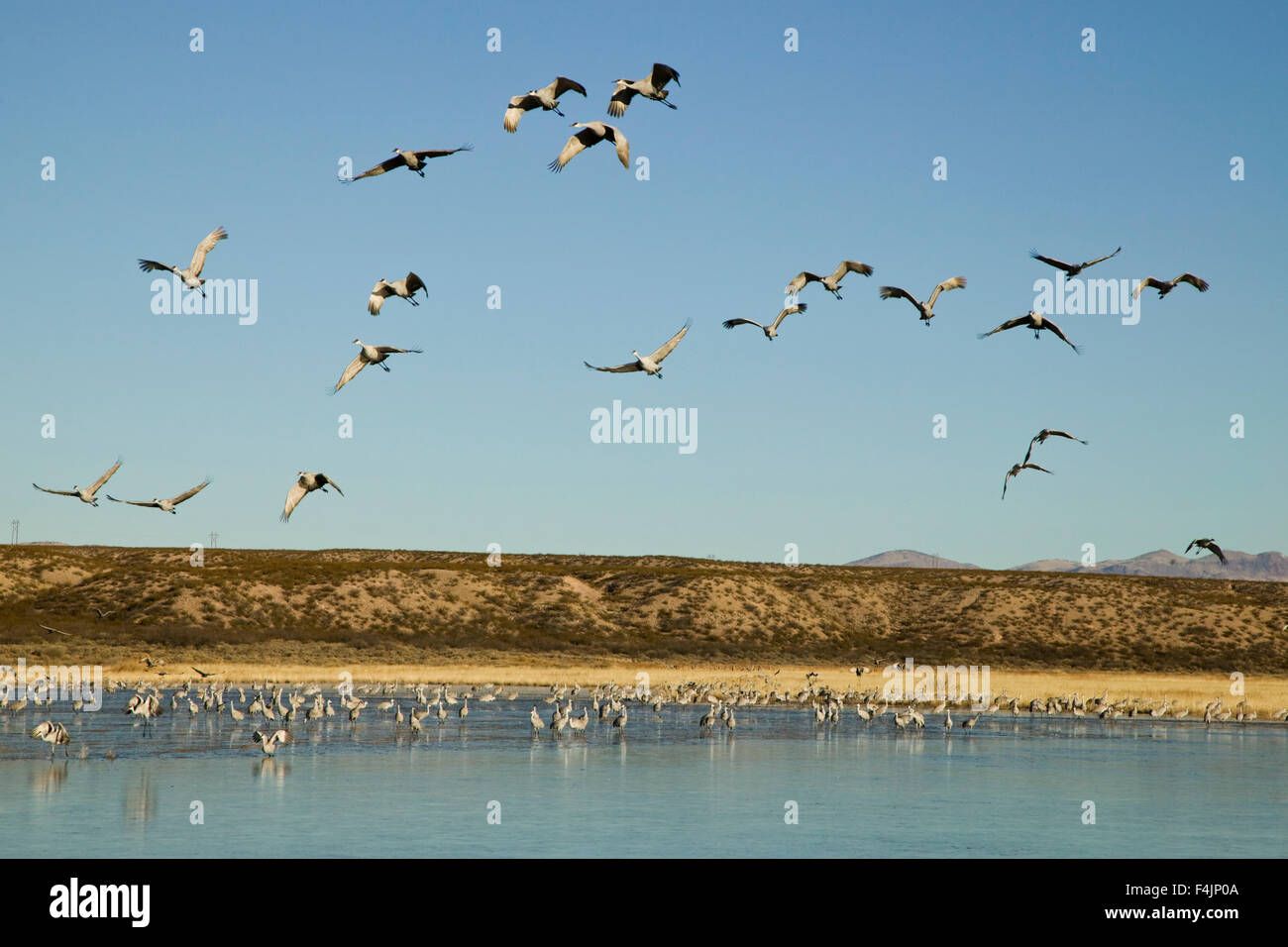 Birds flying over river Stock Photo - Alamy