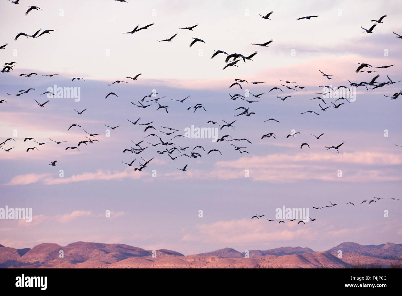 Birds flying over river Stock Photo - Alamy