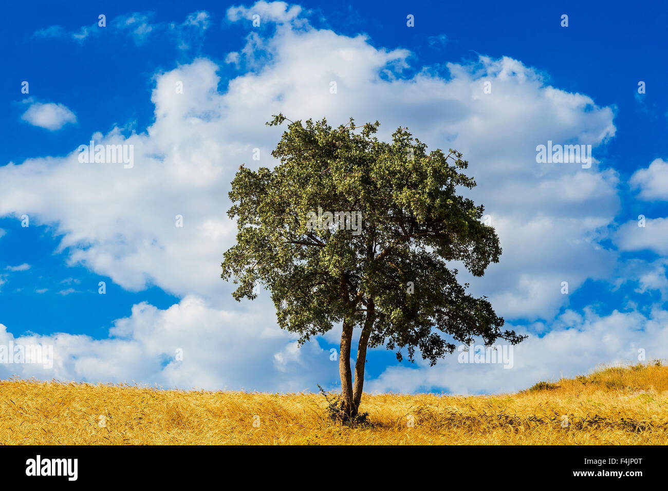 Wheat tree hi-res stock photography and images - Alamy