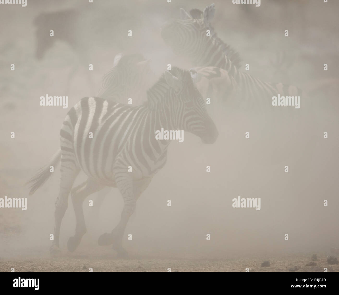Young zebra in dust Stock Photo - Alamy