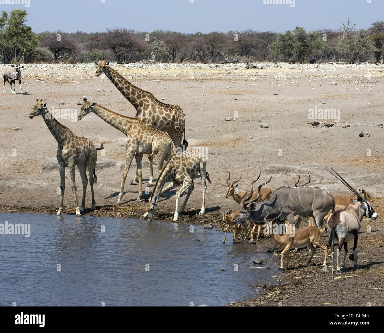 Group of animals around pond Stock Photo - Alamy
