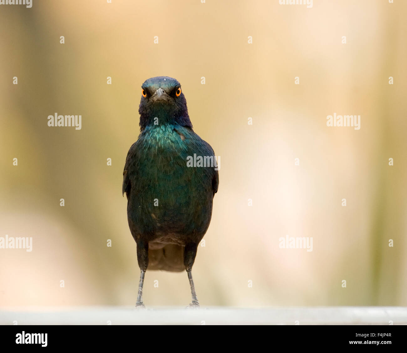 Portrait of bird Stock Photo - Alamy