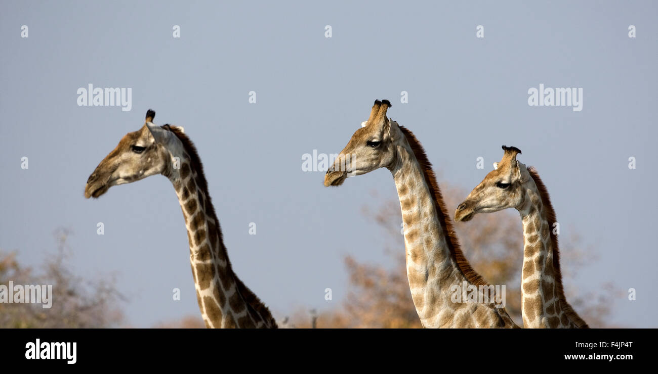 Three Giraffes (Giraffa camelopardalis Stock Photo - Alamy