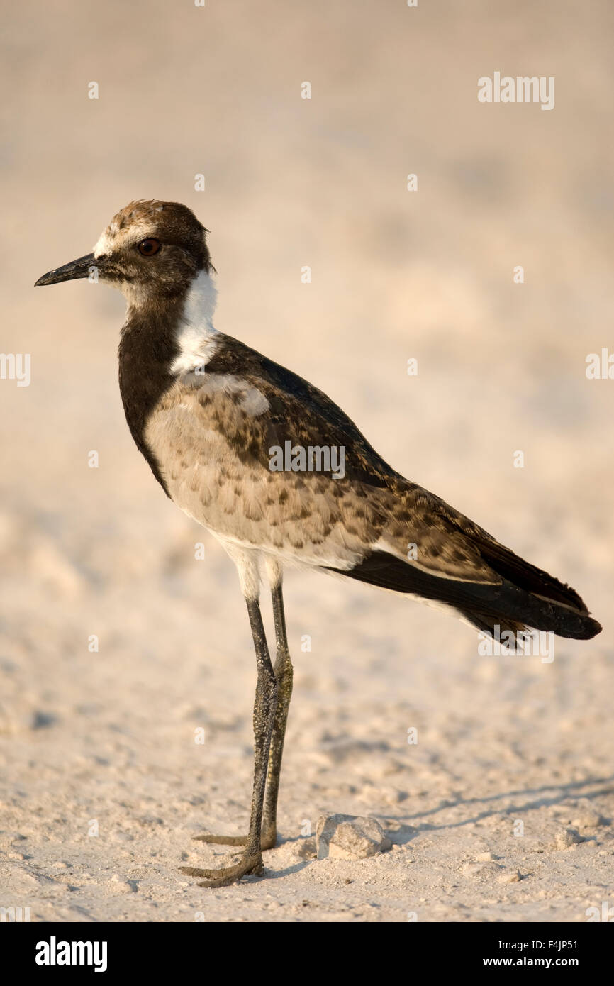 Bird on sand Stock Photo - Alamy