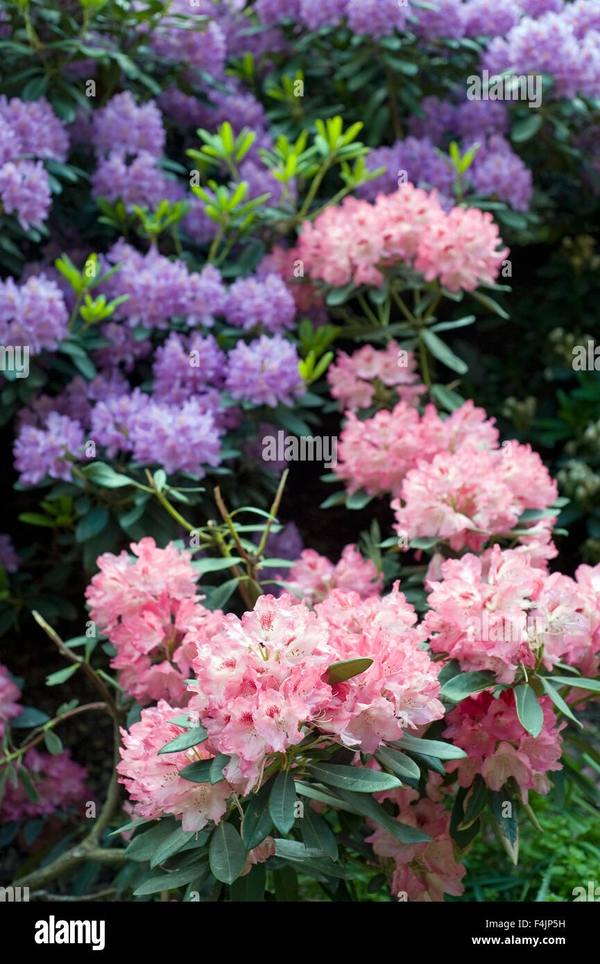 Pink and purple rhododendrons Stock Photo - Alamy