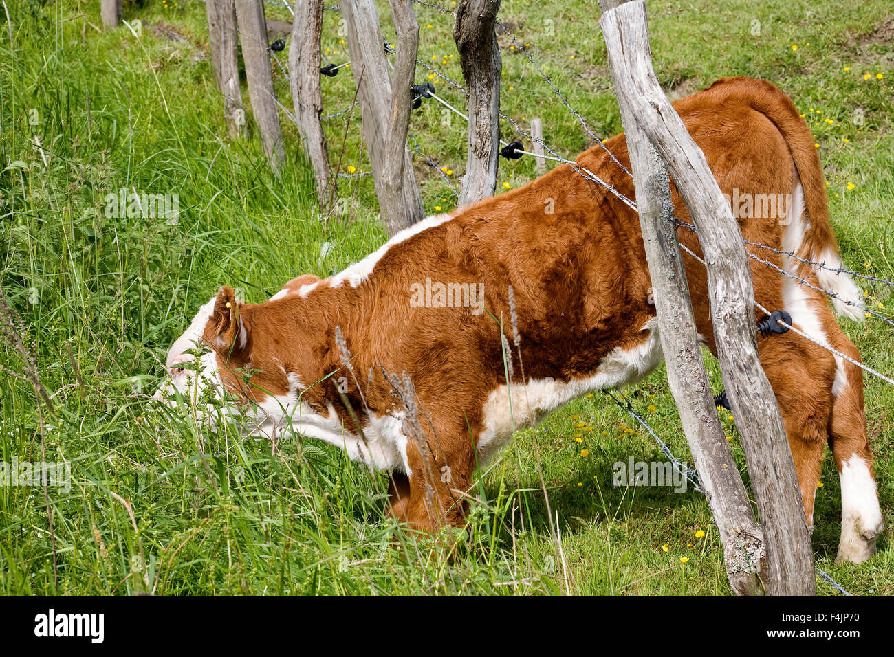 Calf eating grass through fence Stock Photo - Alamy