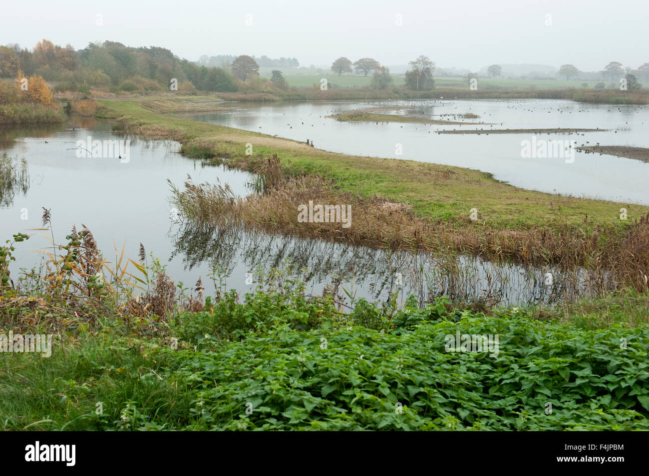 Pensthorpe Norfolk High Resolution Stock Photography and Images - Alamy
