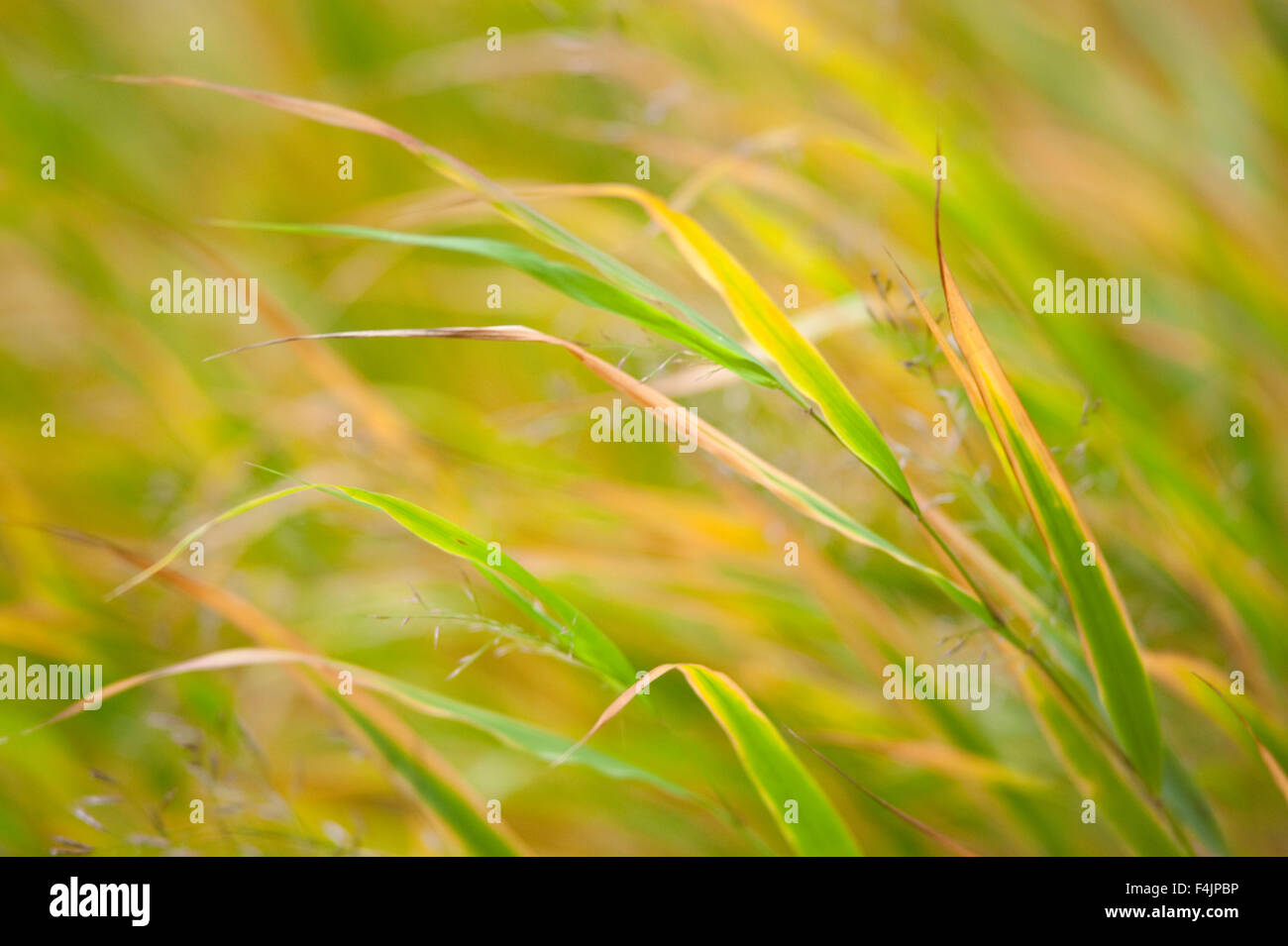 Softly light Grasses Norfolk UK Stock Photo - Alamy