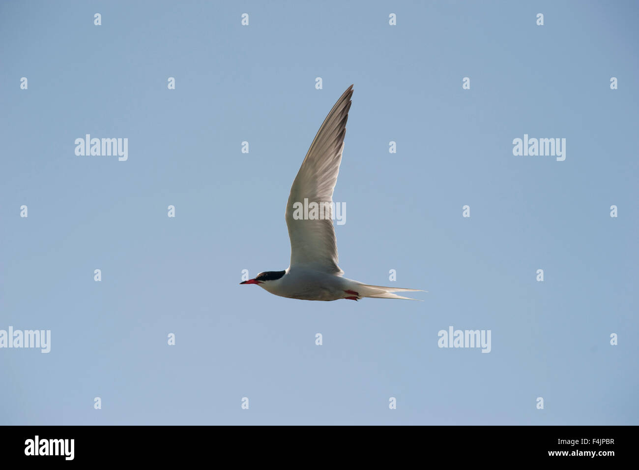 Common tern uk hi-res stock photography and images - Alamy