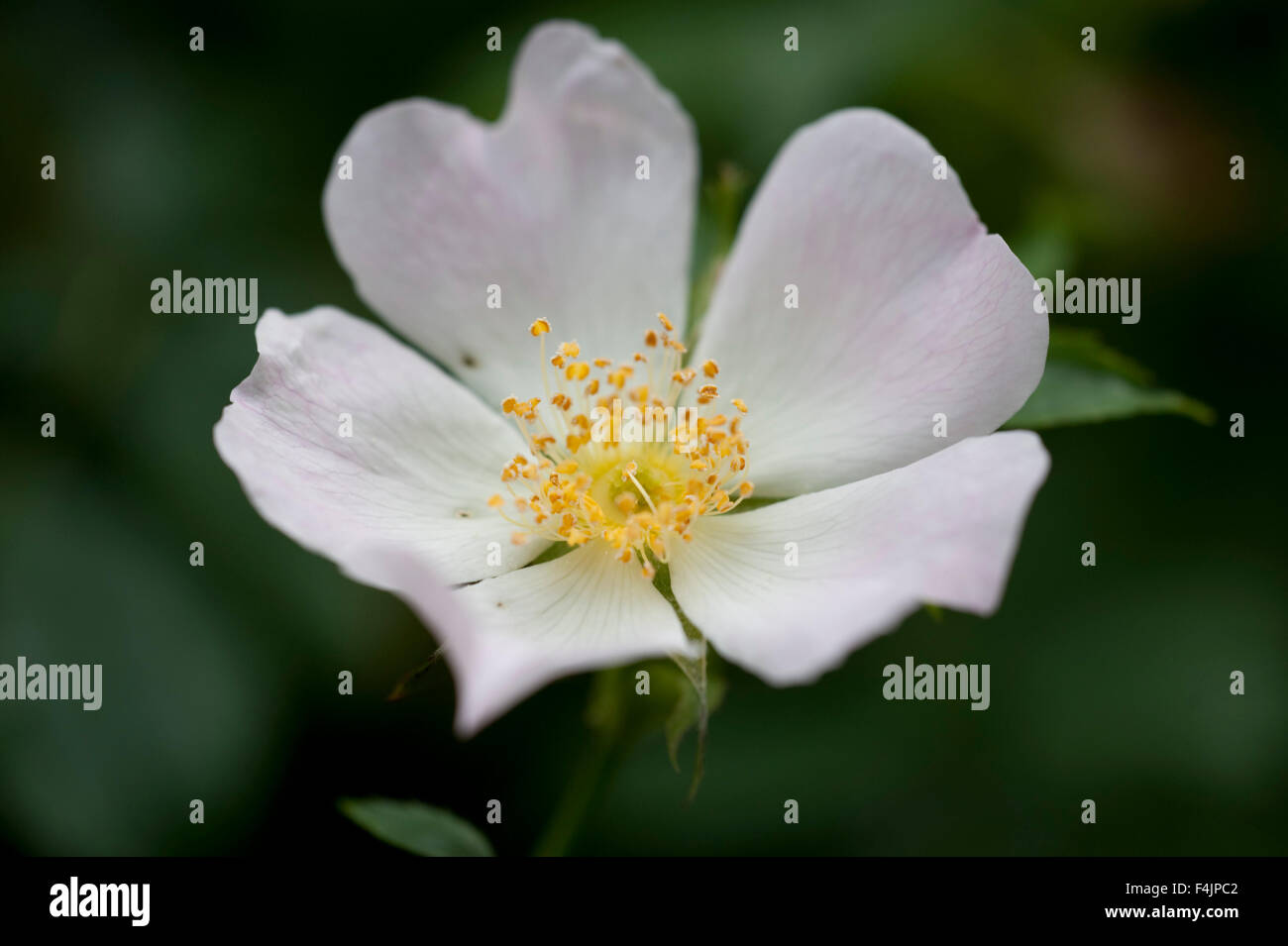 Rosa Kent High Resolution Stock Photography and Images - Alamy