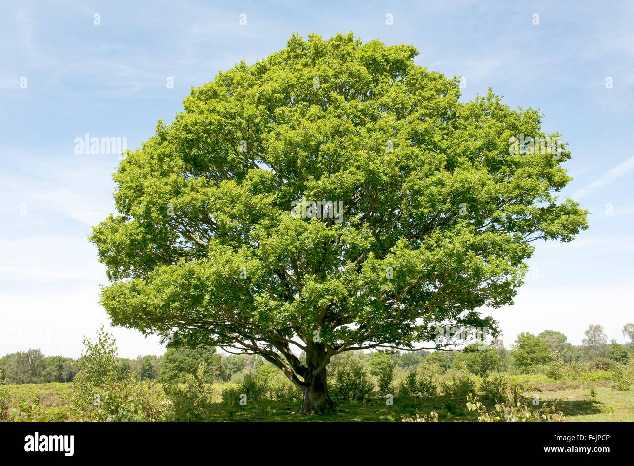English Oak Tree Quercus robur UK Stock Photo - Alamy