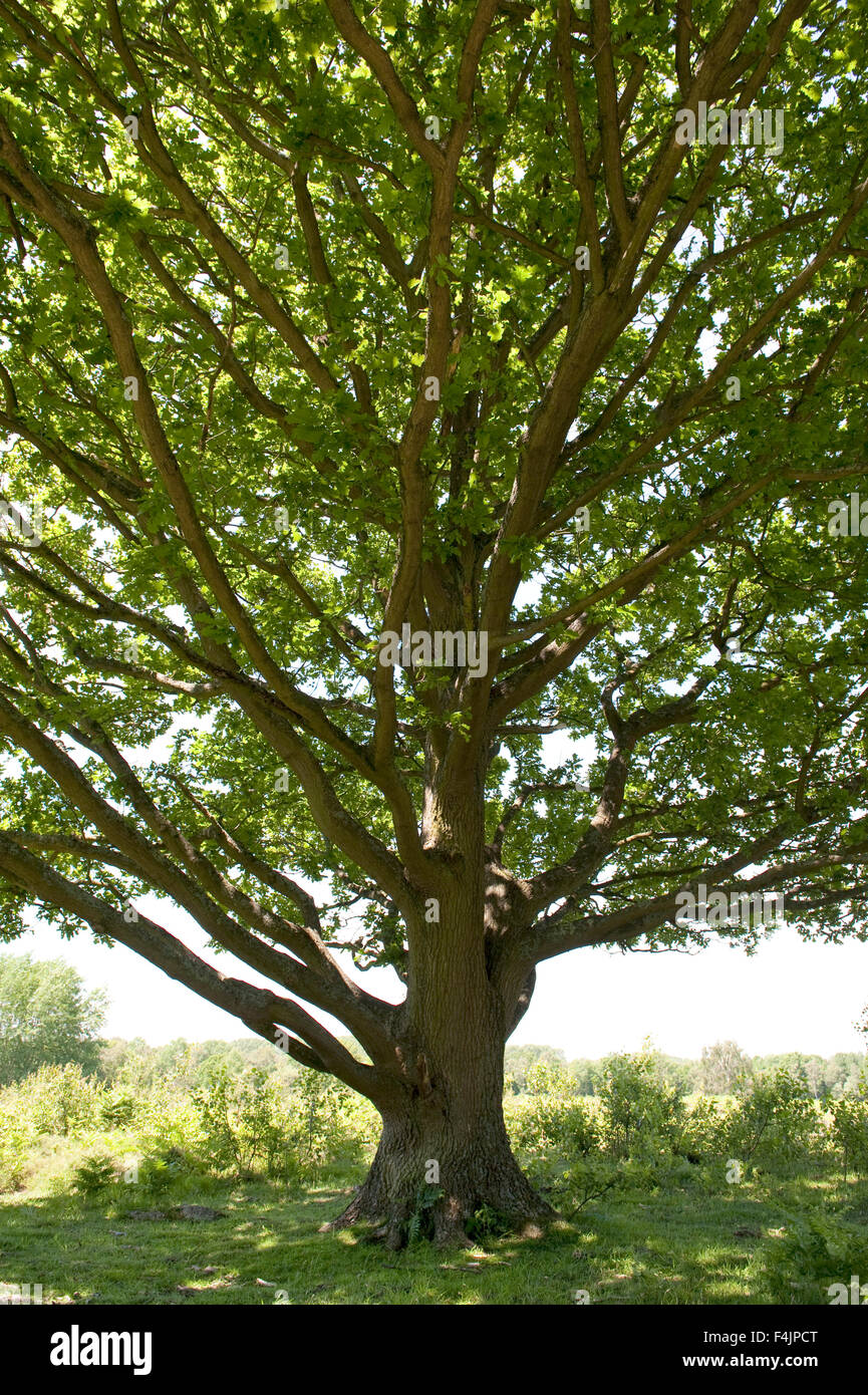 English Oak Tree Quercus robur UK Stock Photo - Alamy