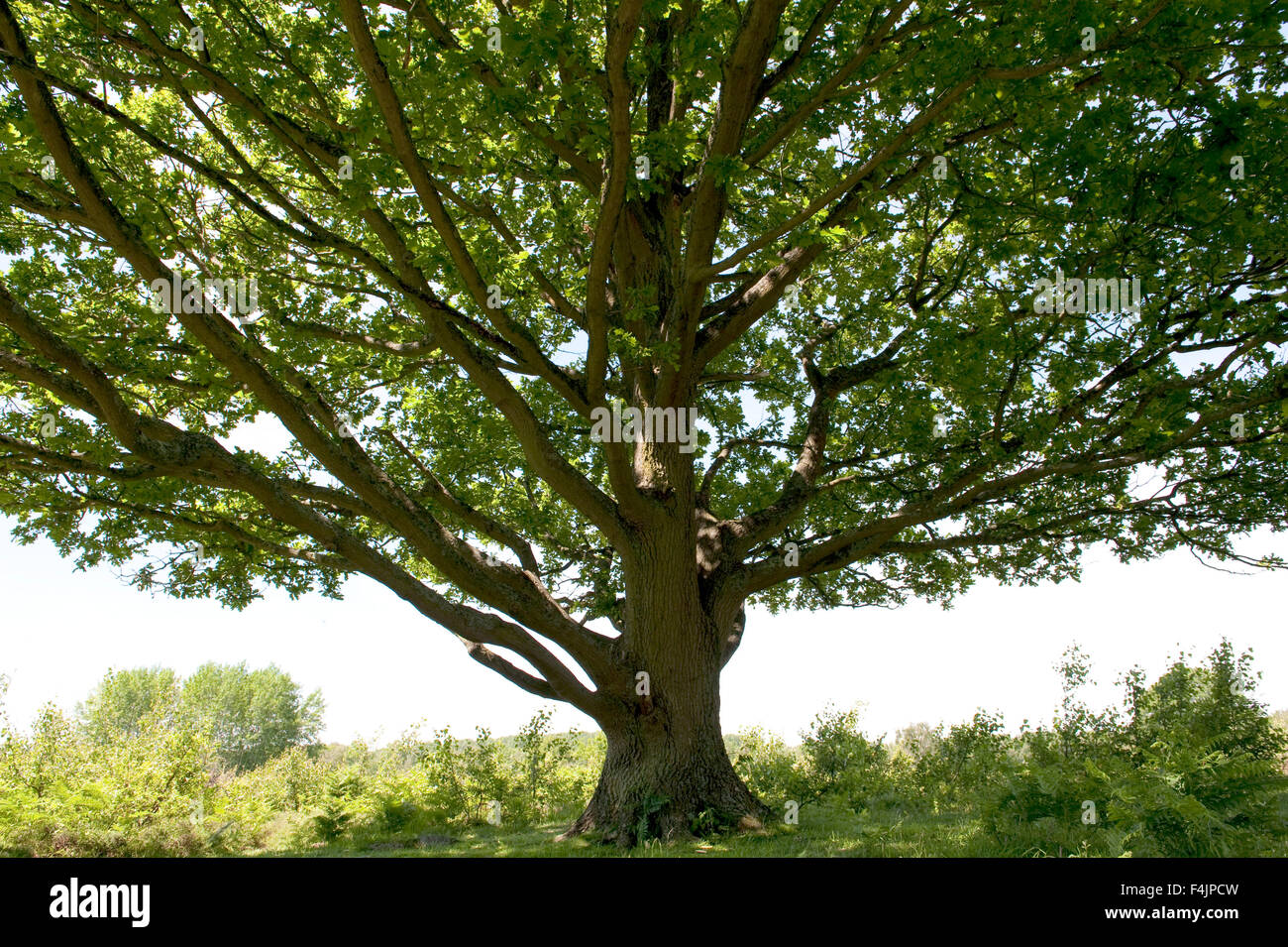 English Oak Tree Quercus robur UK Stock Photo, Royalty Free Image ...