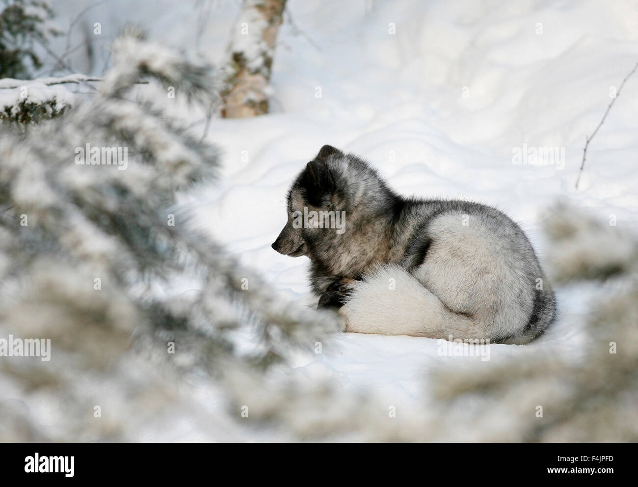 Arctic Fox (Alopex lagopus) in snow Stock Photo - Alamy