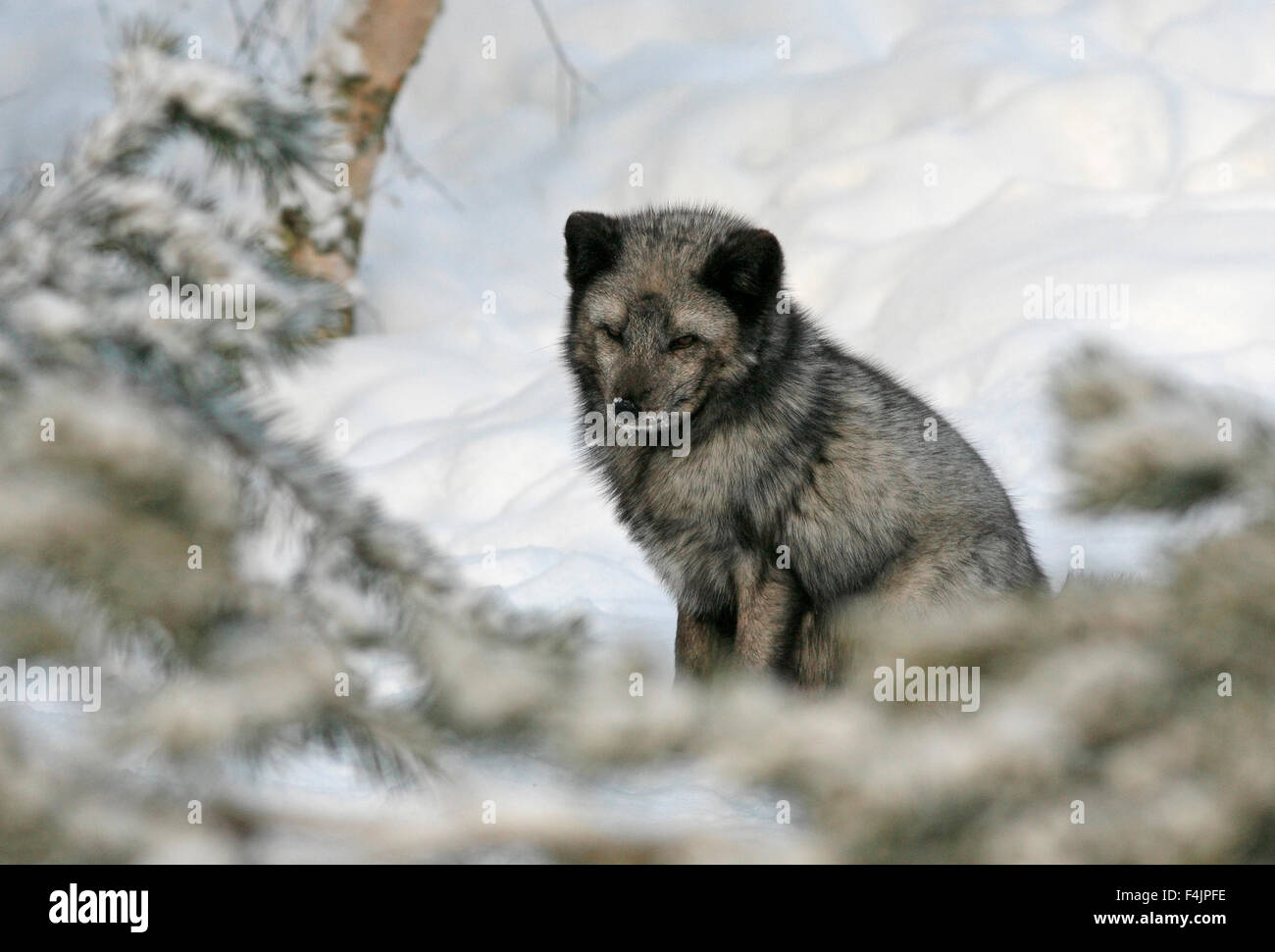 Arctic fox alopex lagopus hi-res stock photography and images - Alamy