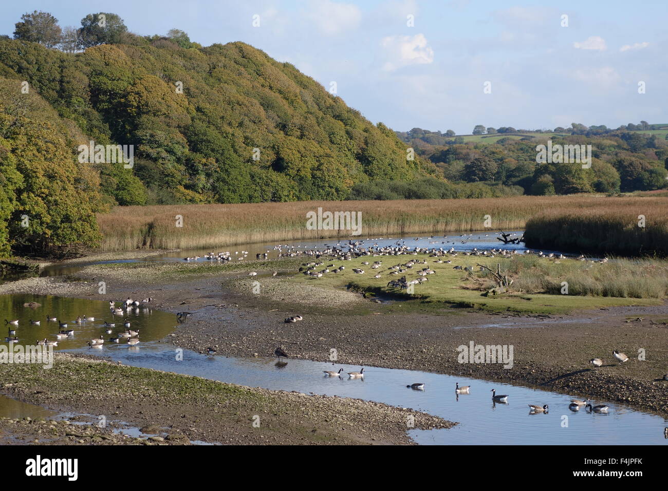 Canada geese at the River Nevern estuary, Newport, Pembrokeshire Stock ...