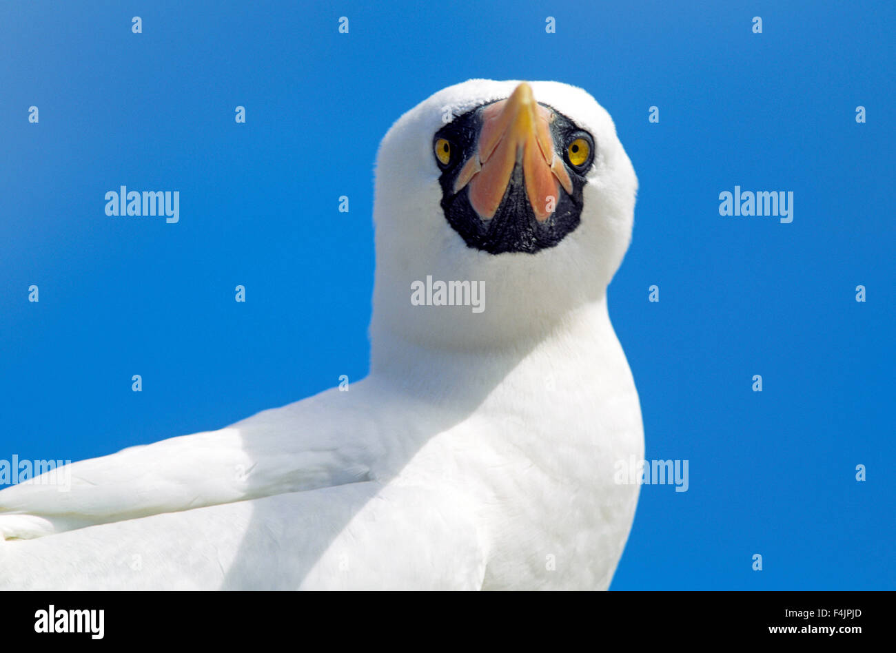 Bird against blue sky Stock Photo - Alamy