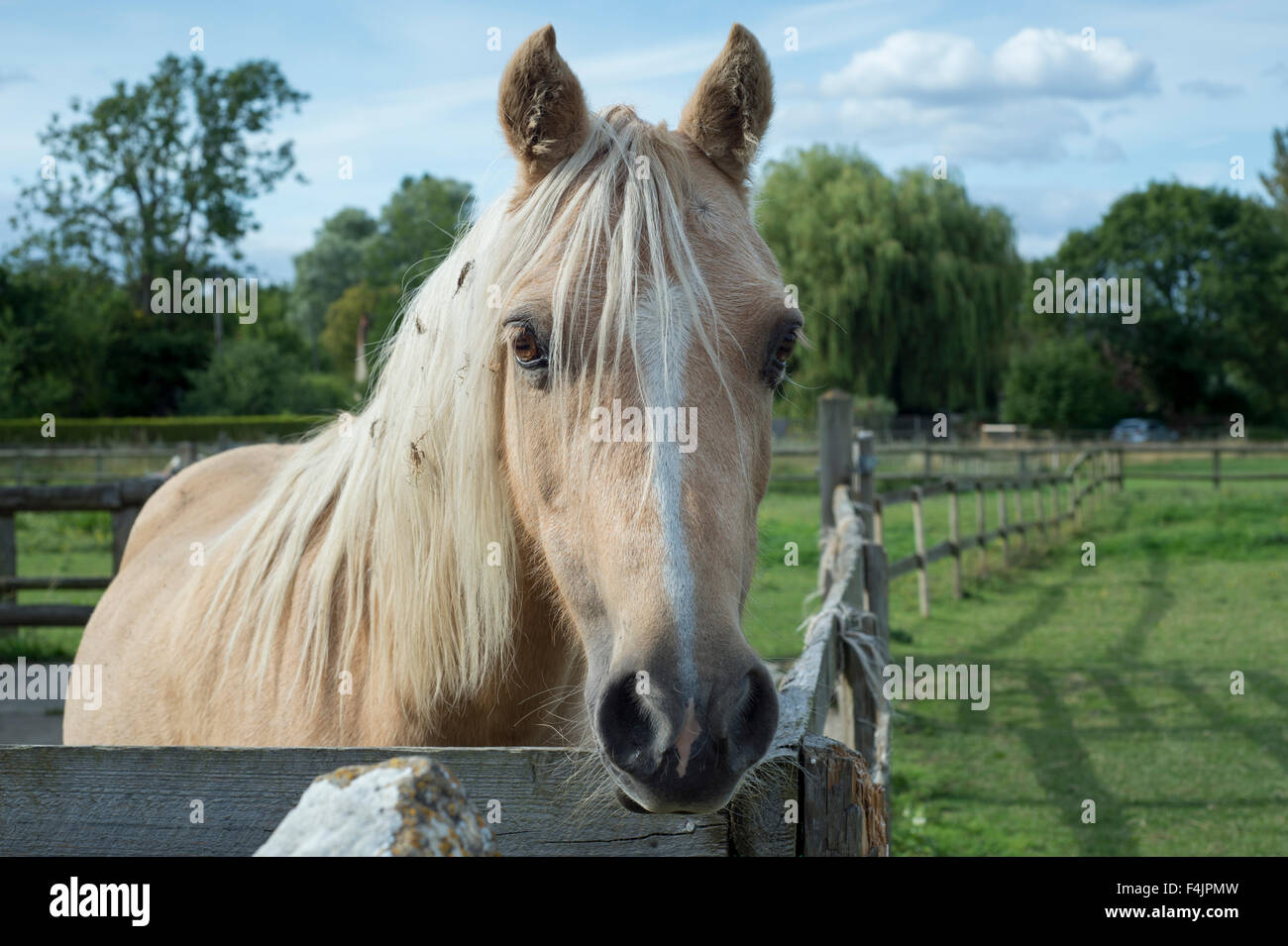 Horse head over fence hi-res stock photography and images - Alamy