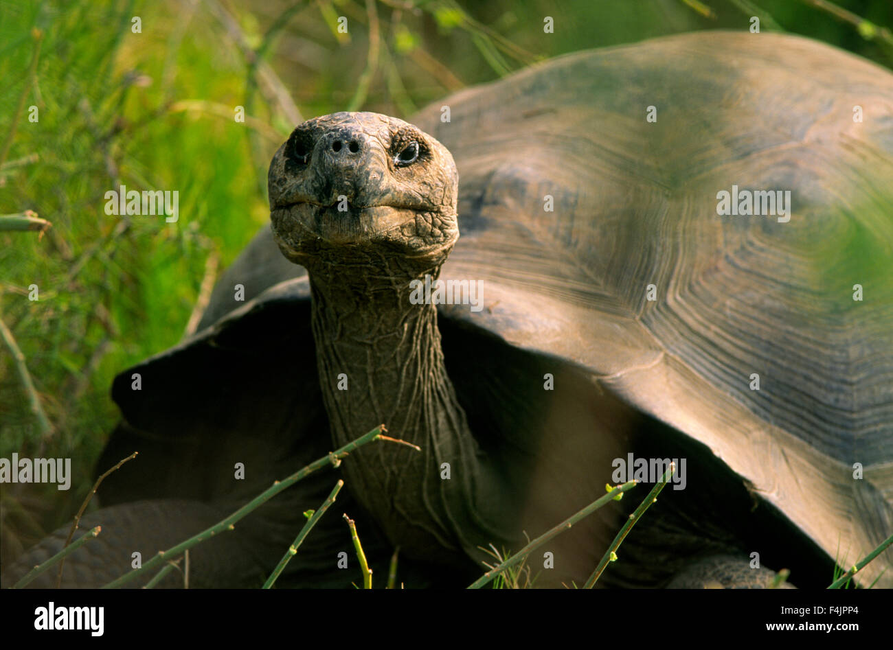 Galapagos giant tortoise, portrait Stock Photo - Alamy