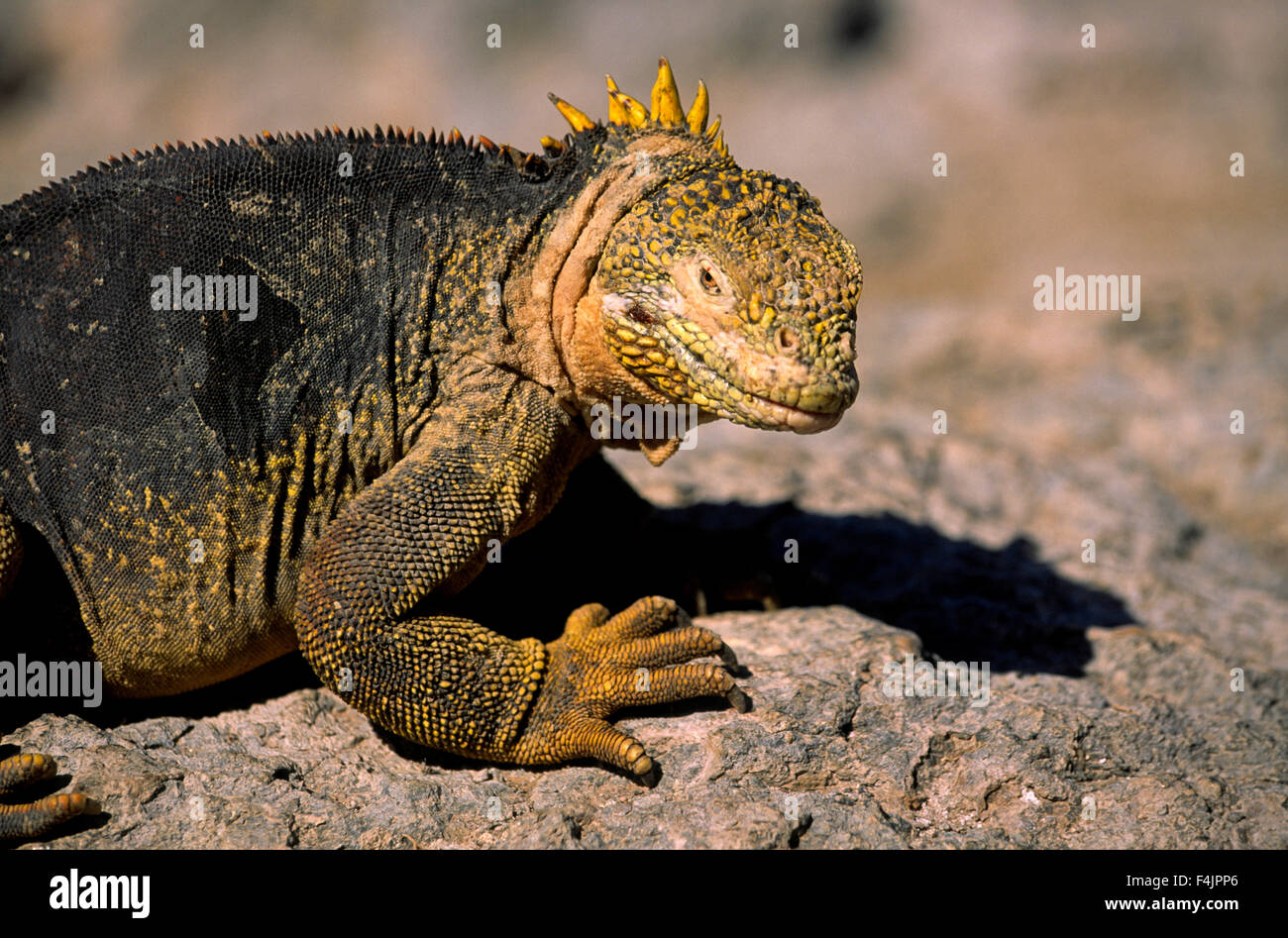 Iguana looking at camera Stock Photo - Alamy