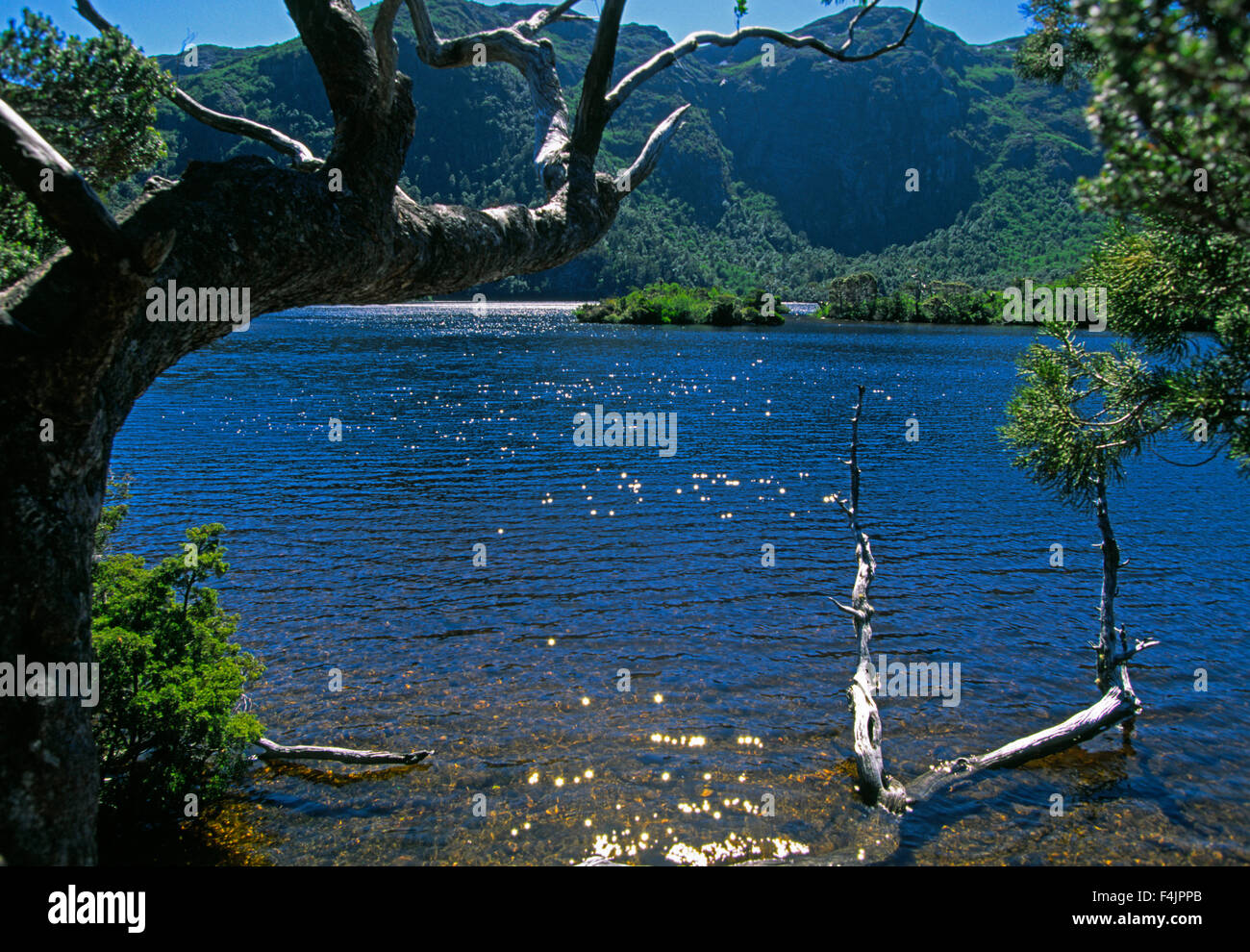 Australian forest landscape hi-res stock photography and images - Alamy