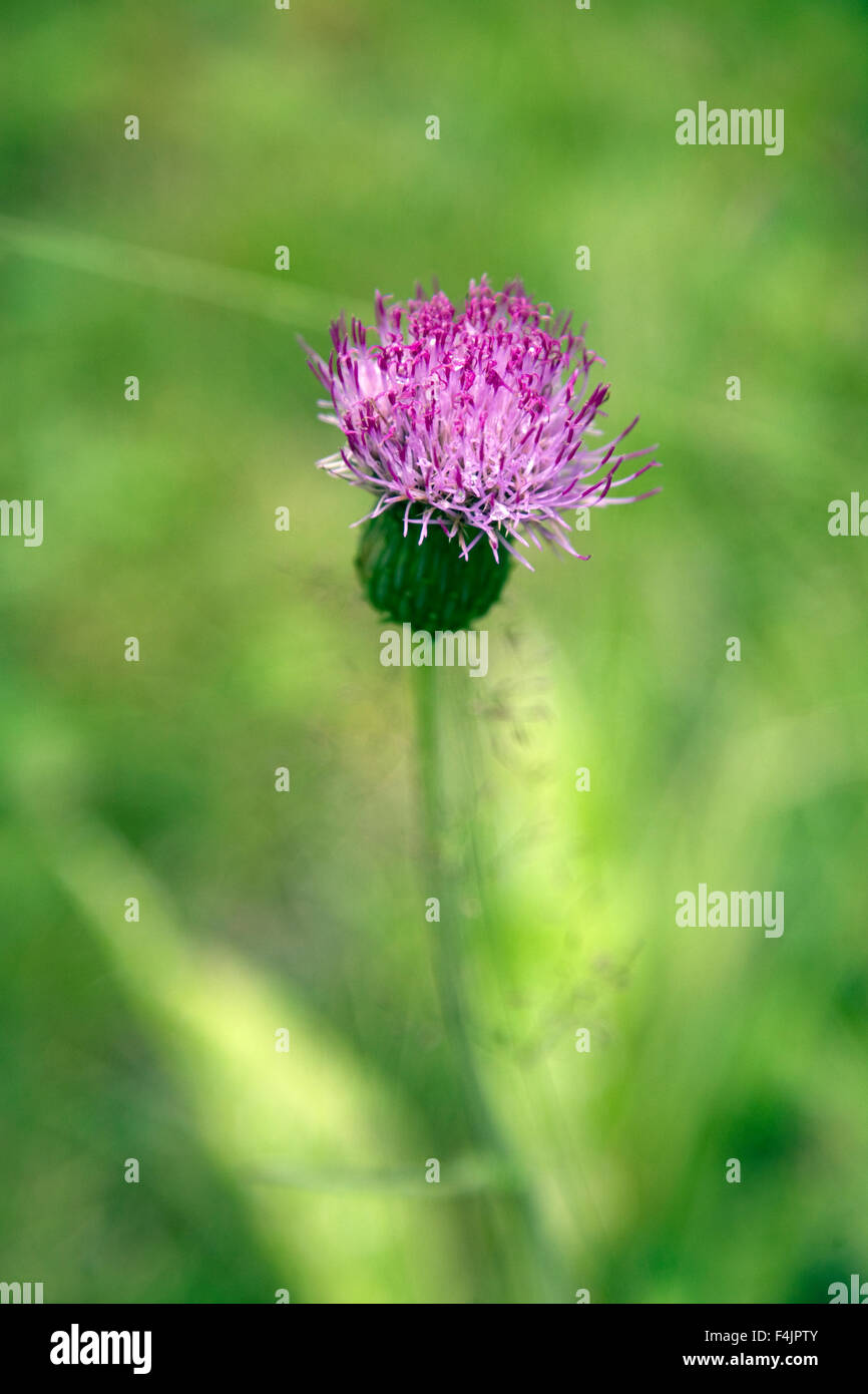 View of flower in lush Stock Photo - Alamy